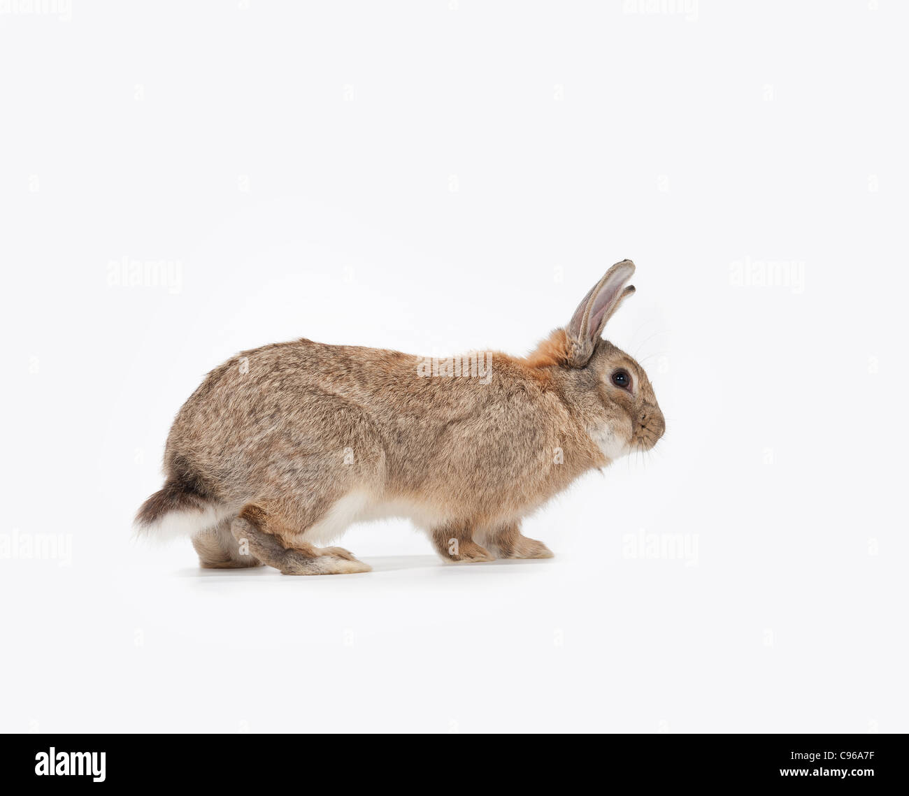 Portrait isolated single domestic rabbit in a studio Stock Photo - Alamy
