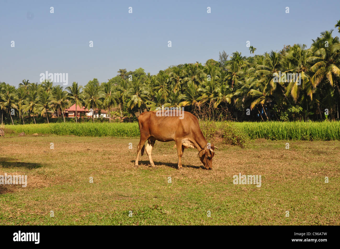 Cow grazing near a paddy field Stock Photo - Alamy