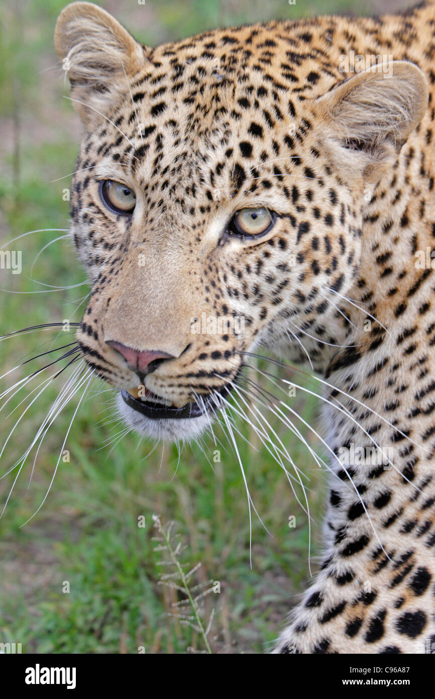 Leopard head shot hi-res stock photography and images - Alamy