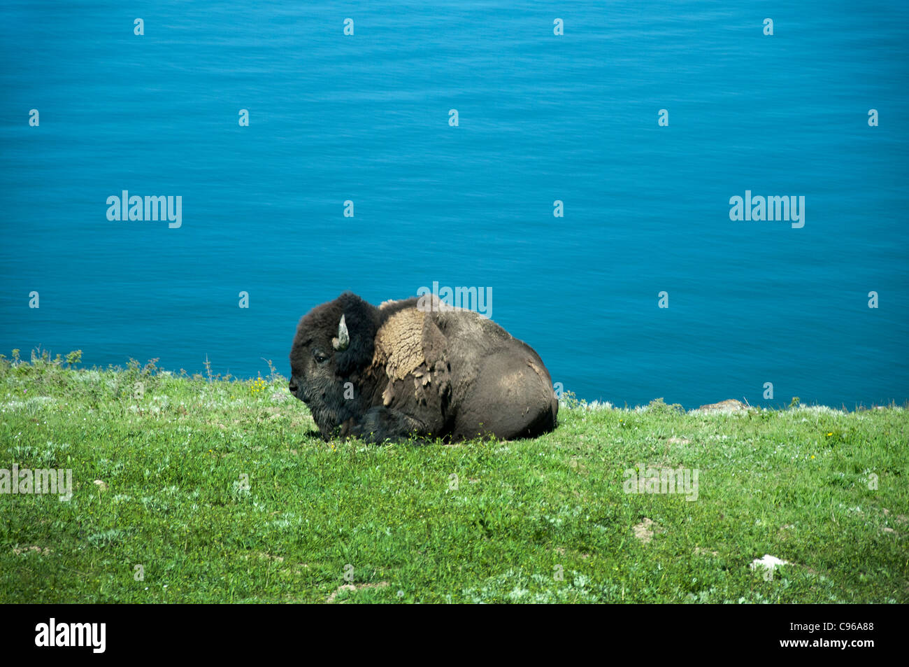 Buffalo resting near Cody the town founded by Buffalo Bill Cody in ...