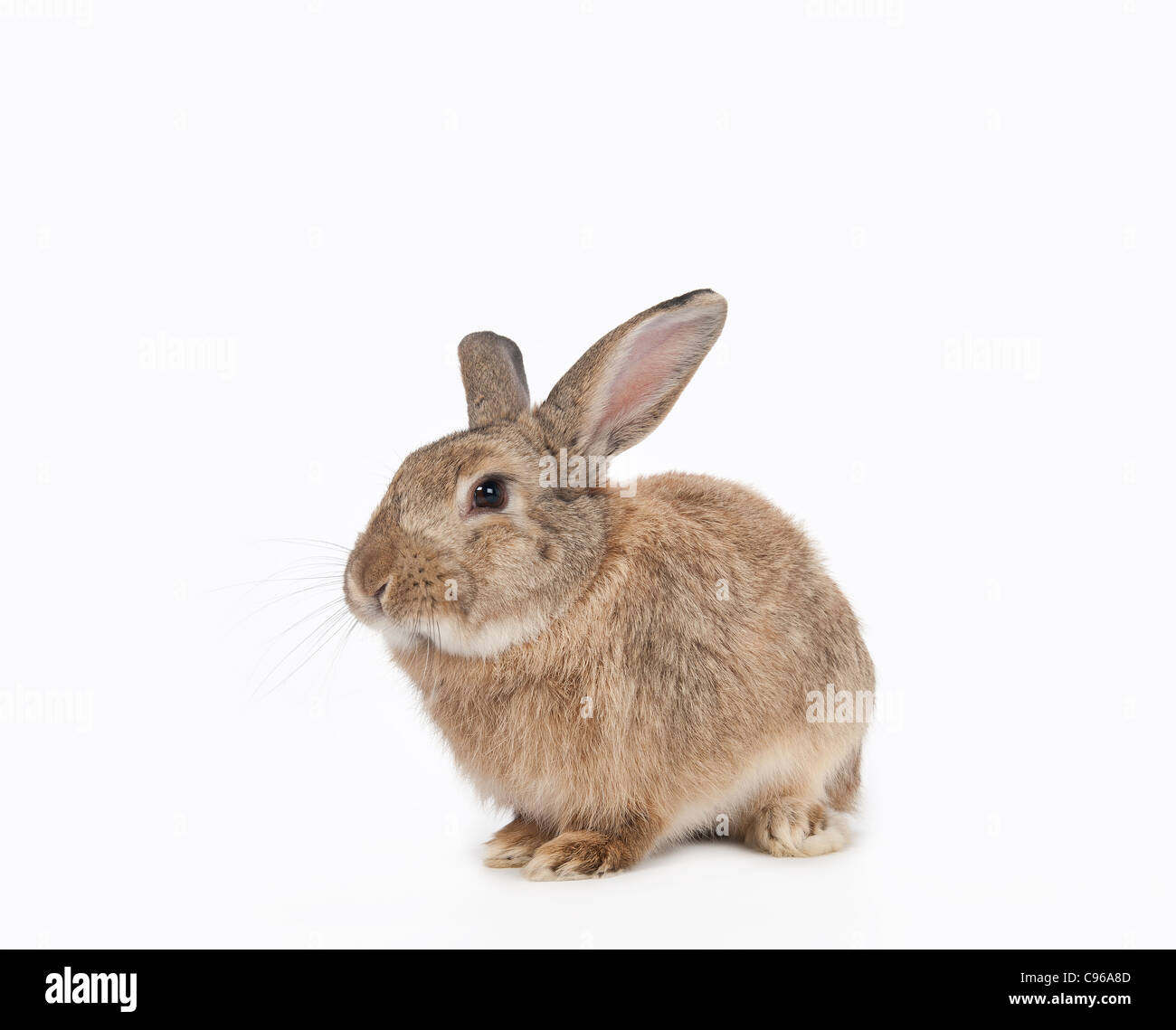 Portrait isolated single domestic rabbit in a studio Stock Photo - Alamy
