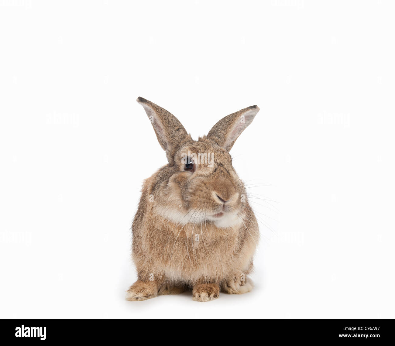 Portrait isolated single domestic rabbit in a studio Stock Photo - Alamy
