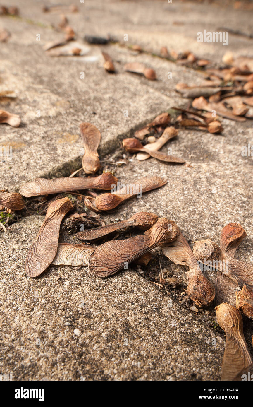 Dispersal path hi-res stock photography and images - Alamy