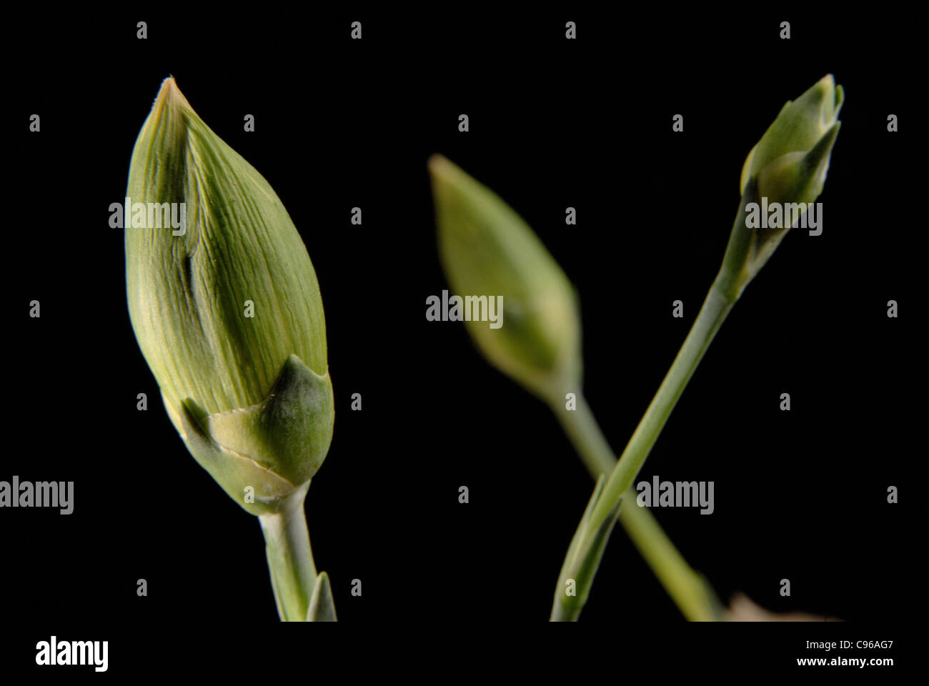 Three carnation bud flowers on black background. Camera focus on the ...