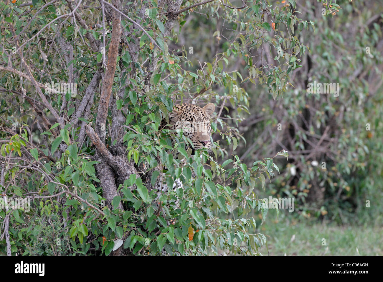 Leopard hiding in bushes in hi-res stock photography and images - Alamy