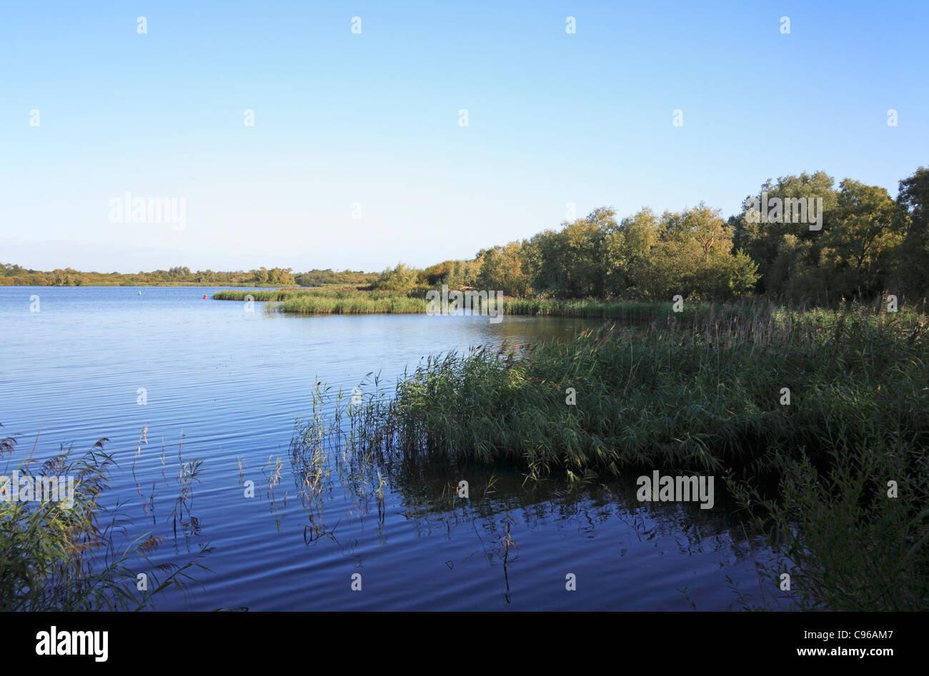 A corner of Rockland Broad on the Norfolk Broads at Rockland St Mary ...
