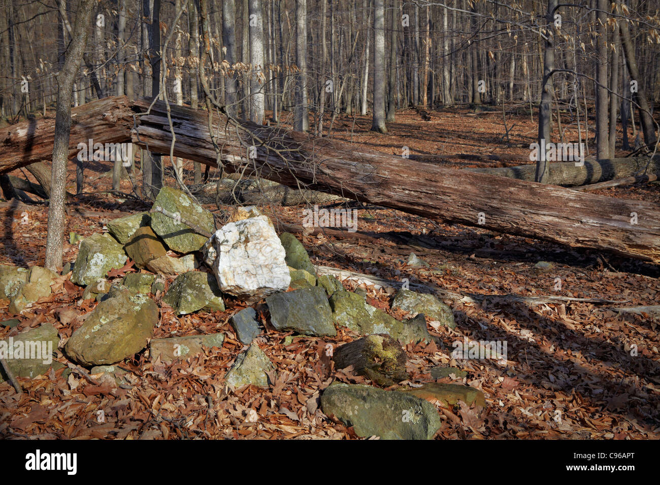 A rock of glittering white quartzite lying among a pile of greenstone ...