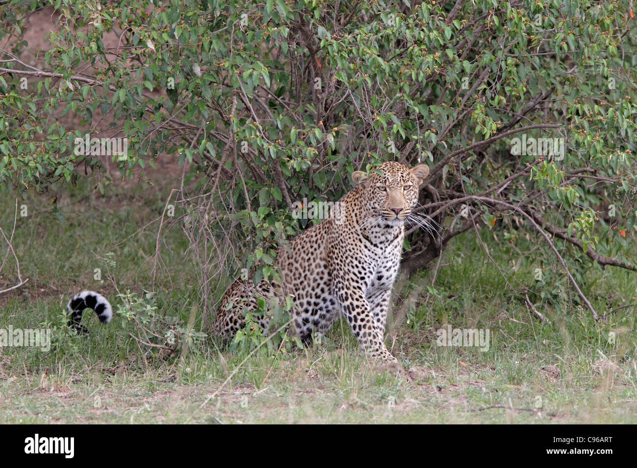 Panthera pardus pardus sitting hi-res stock photography and images - Alamy