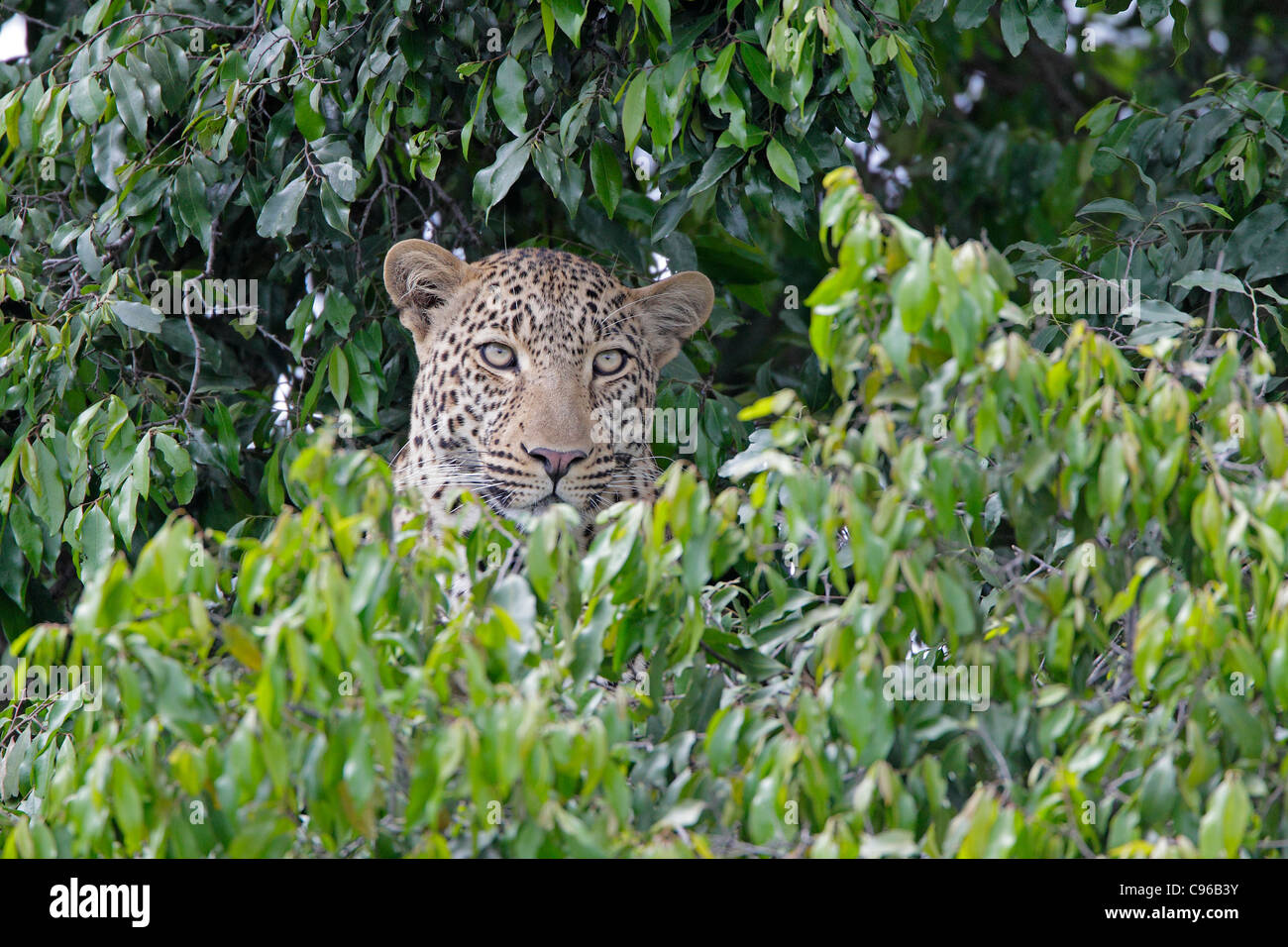Leopard tree hi-res stock photography and images - Alamy