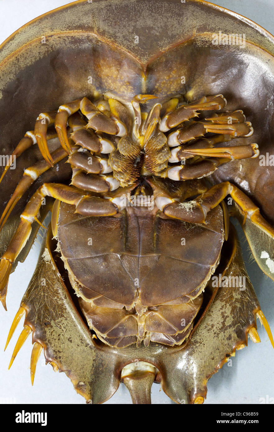 Horse shoe crab hi-res stock photography and images - Alamy
