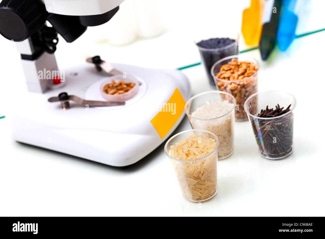 Corn Hybrid Selection genetic biotechnology Stock Photo - Alamy