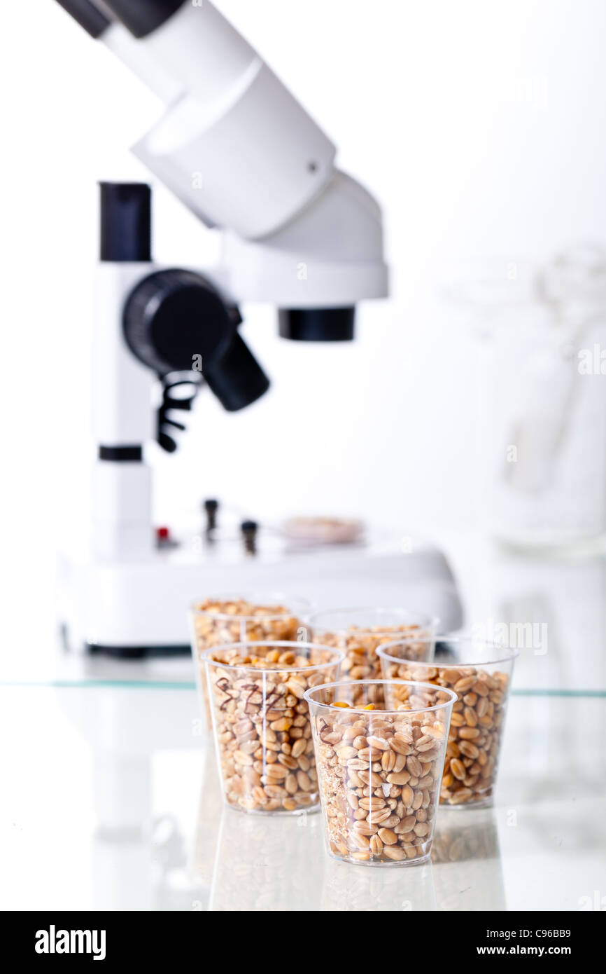 Corn Hybrid Selection genetic biotechnology Stock Photo - Alamy