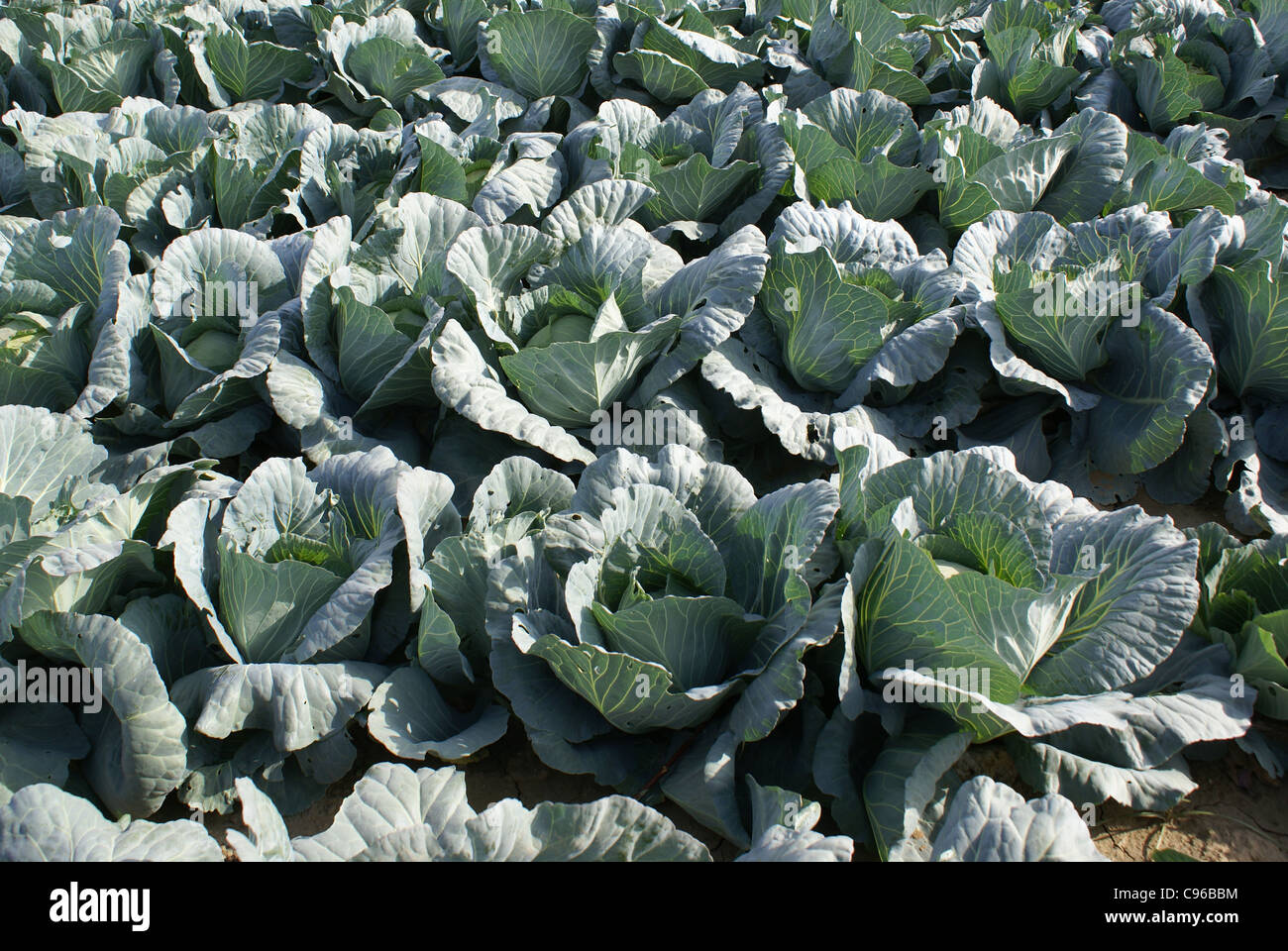 Gree field hi-res stock photography and images - Alamy