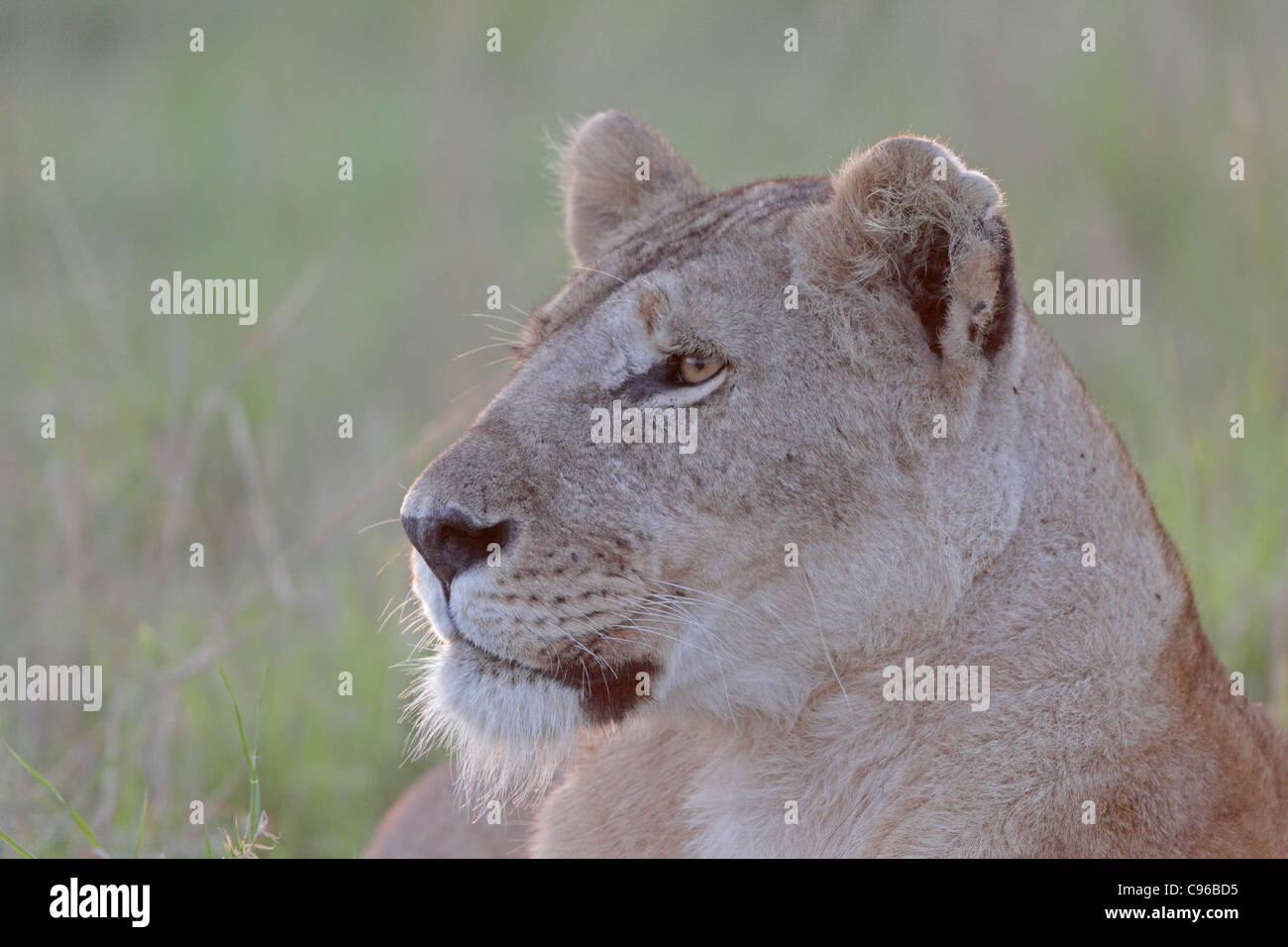 Female lion hi-res stock photography and images - Alamy