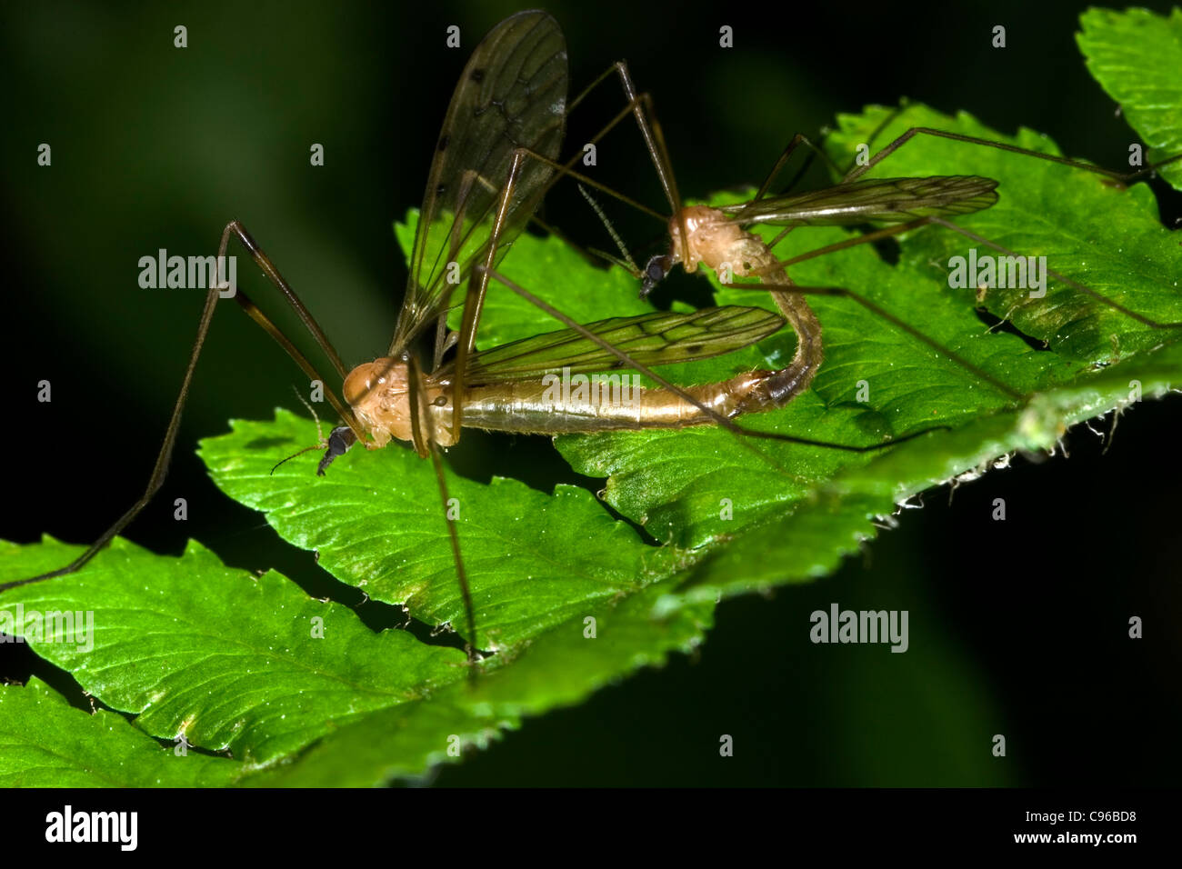 Crane flies (Tipula species) mating Stock Photo - Alamy