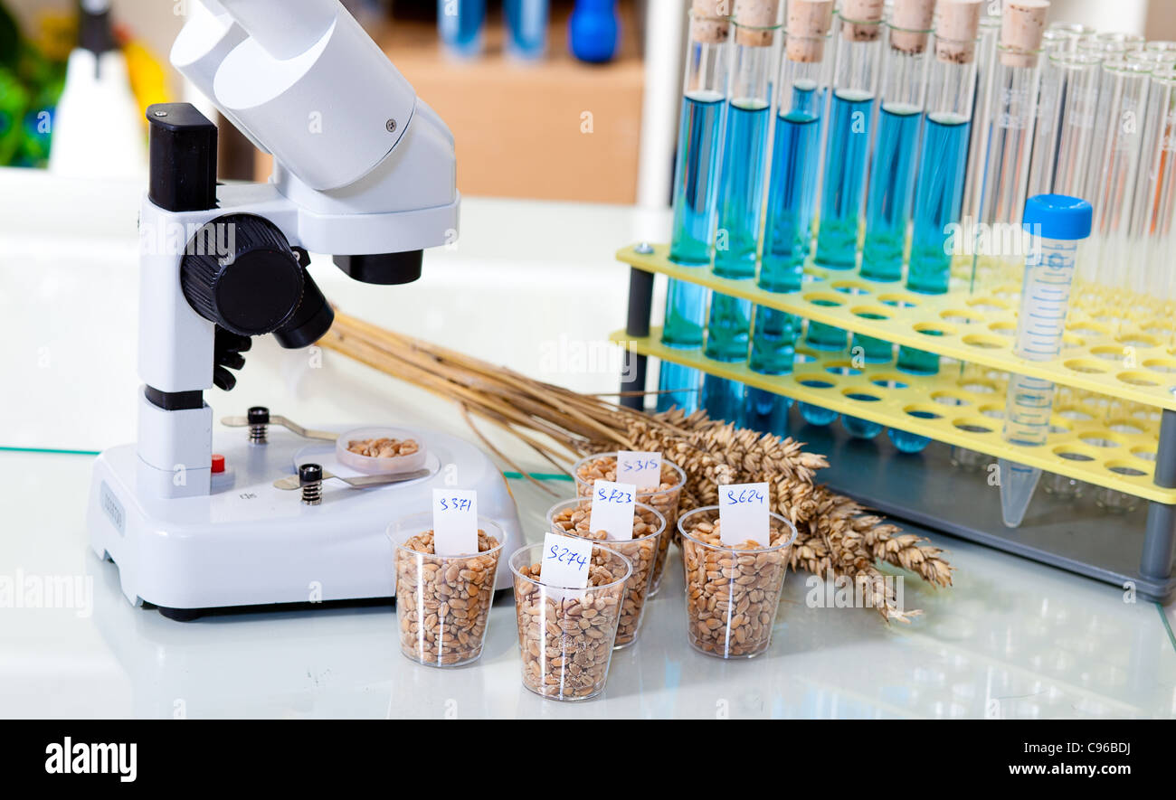 Corn Hybrid Selection genetic biotechnology Stock Photo - Alamy