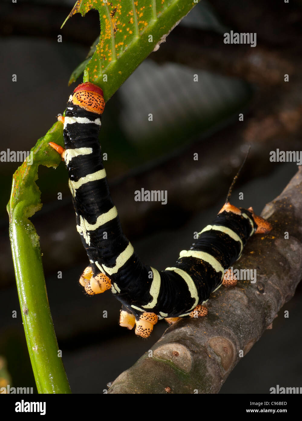 Caterpillar frangipani hawk moth pseudosphinx hi-res stock photography ...