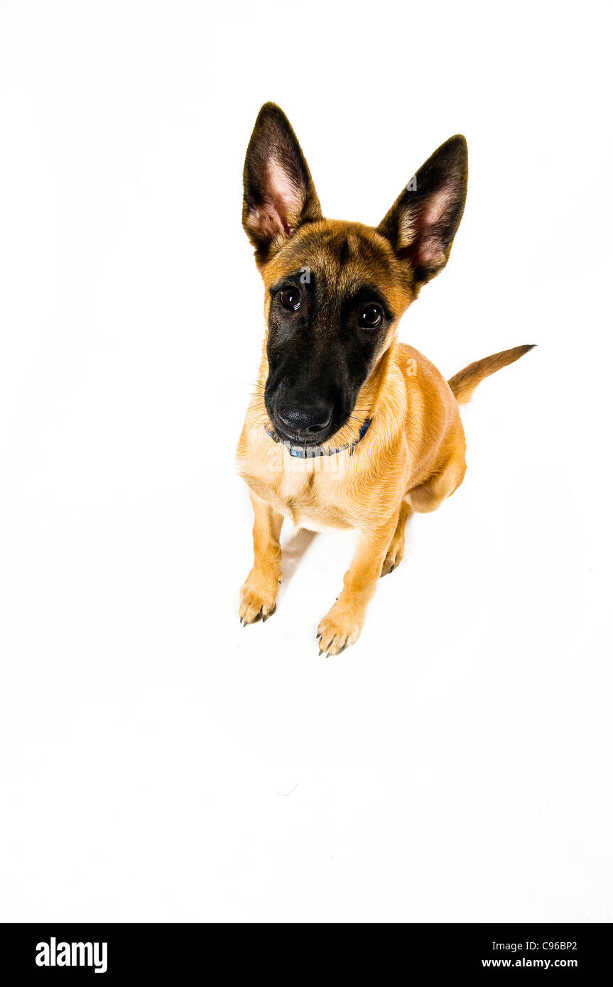 Malinois puppy against white background Stock Photo - Alamy