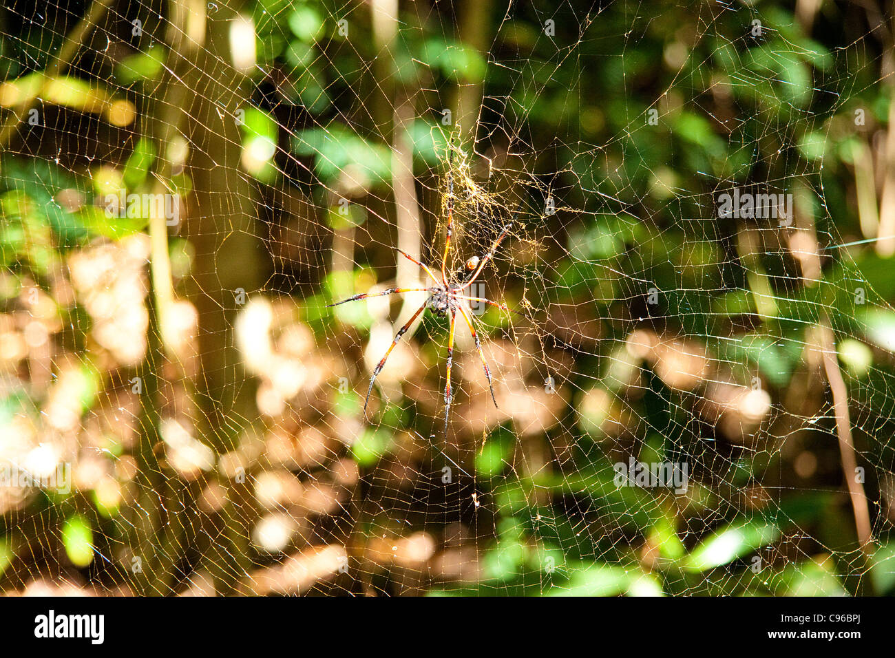 The Palm spider Seychelles Stock Photo - Alamy