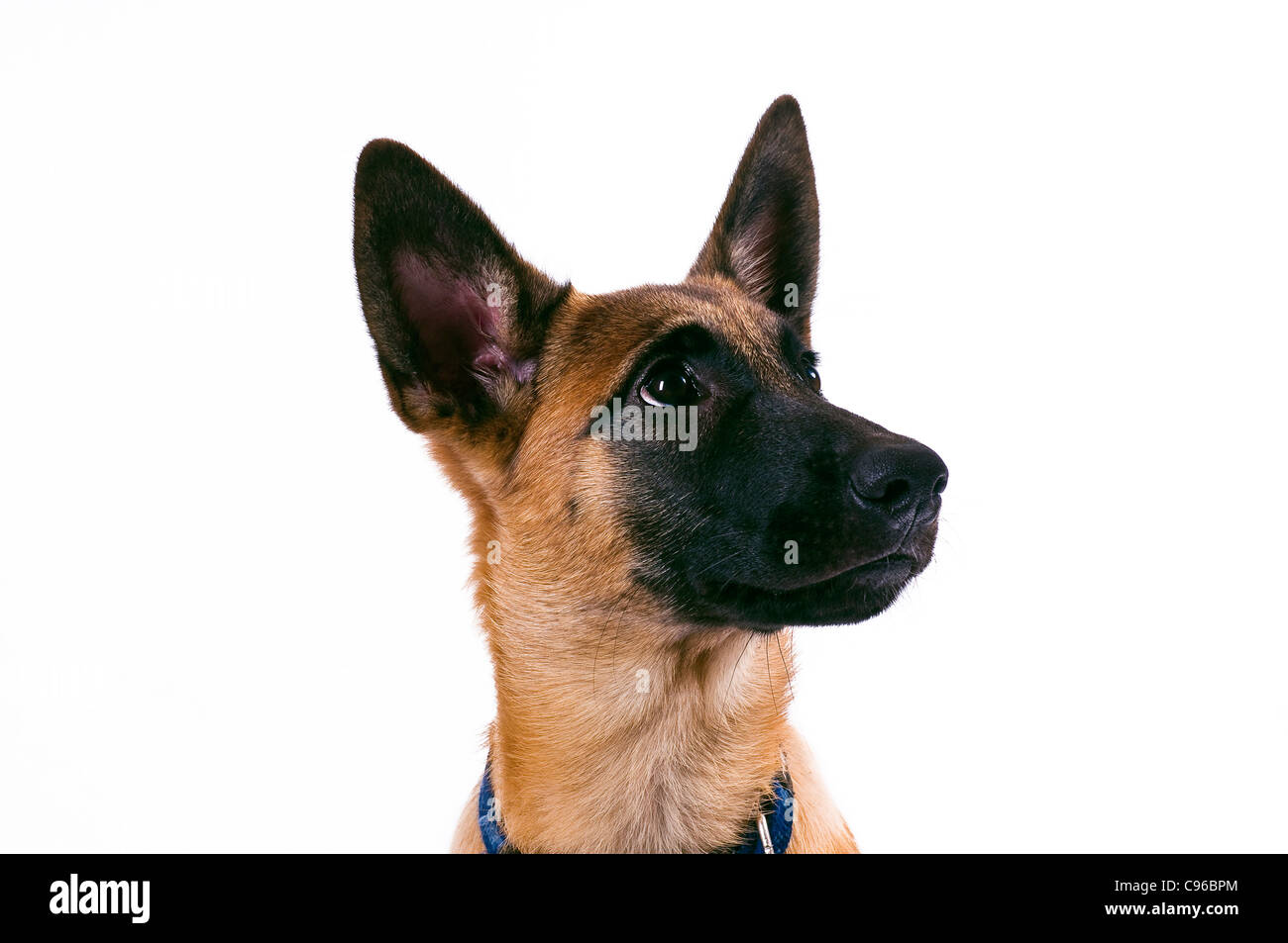 Malinois puppy, portrait Stock Photo - Alamy