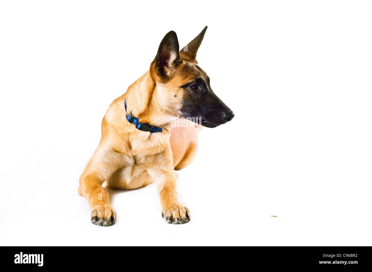 Malinois puppy against white background Stock Photo - Alamy
