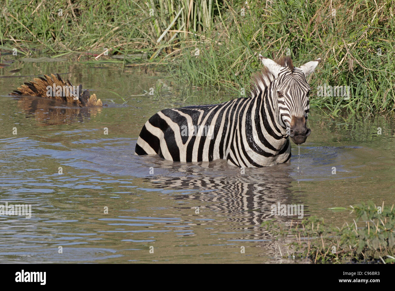 Common Zebra in water held by a Nile crocodile Stock Photo - Alamy