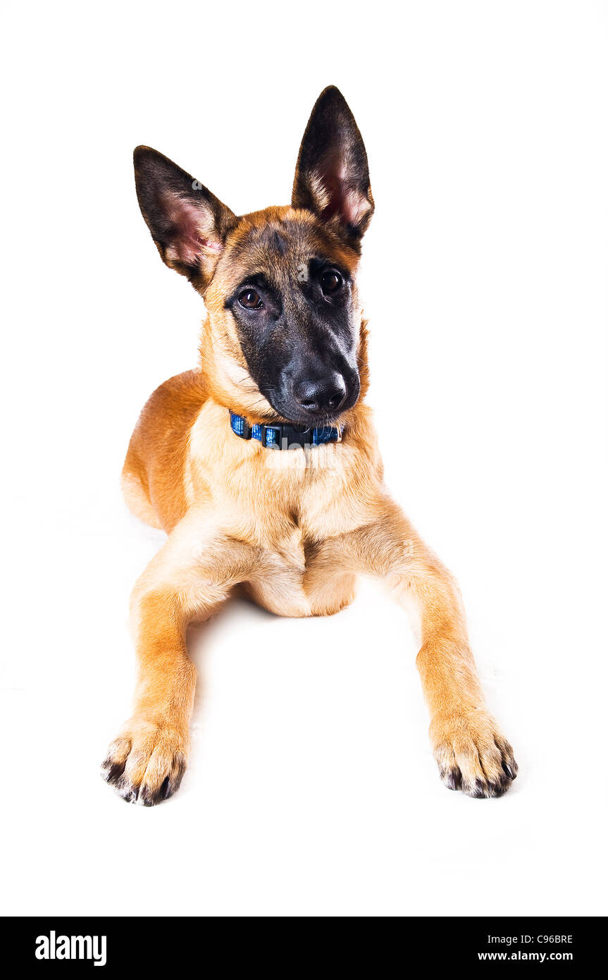 Malinois puppy against white background Stock Photo - Alamy