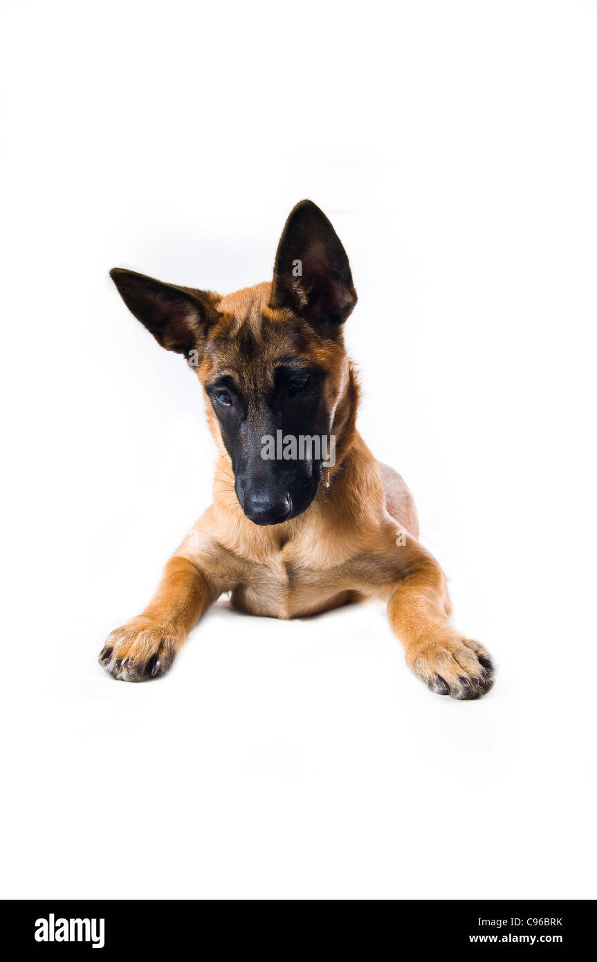 Malinois puppy against white background Stock Photo - Alamy