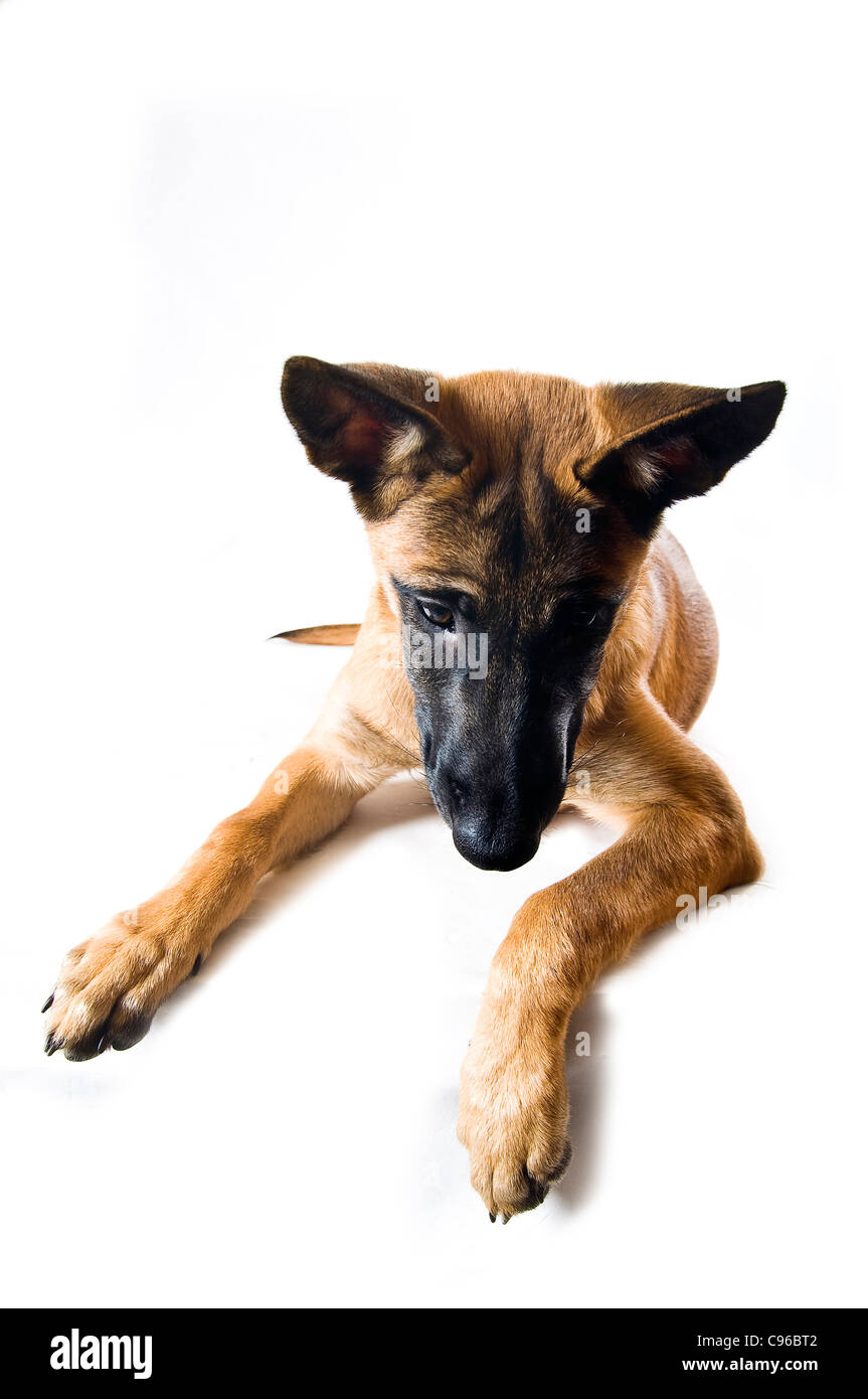 Malinois puppy against white background Stock Photo - Alamy