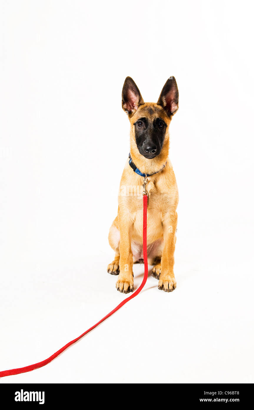 Dog training, sit-exercise Stock Photo - Alamy