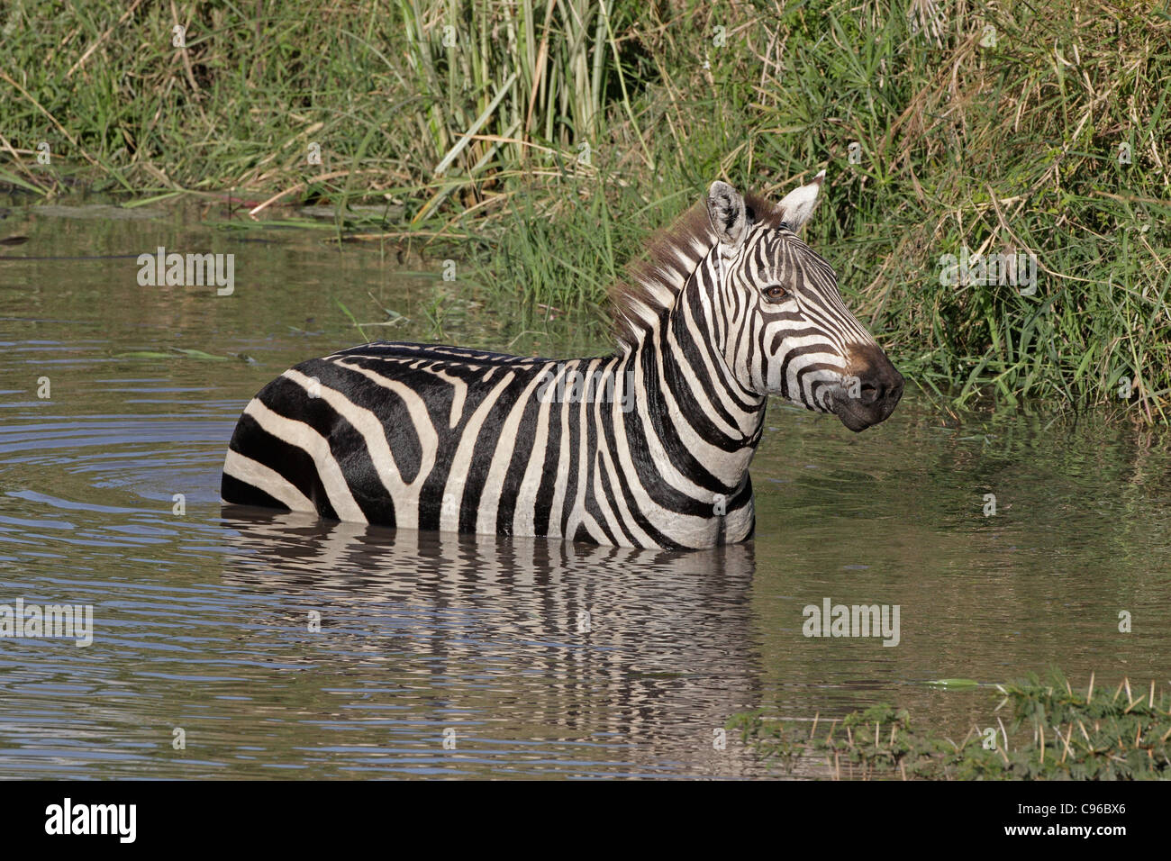 Common Zebra in water Stock Photo - Alamy
