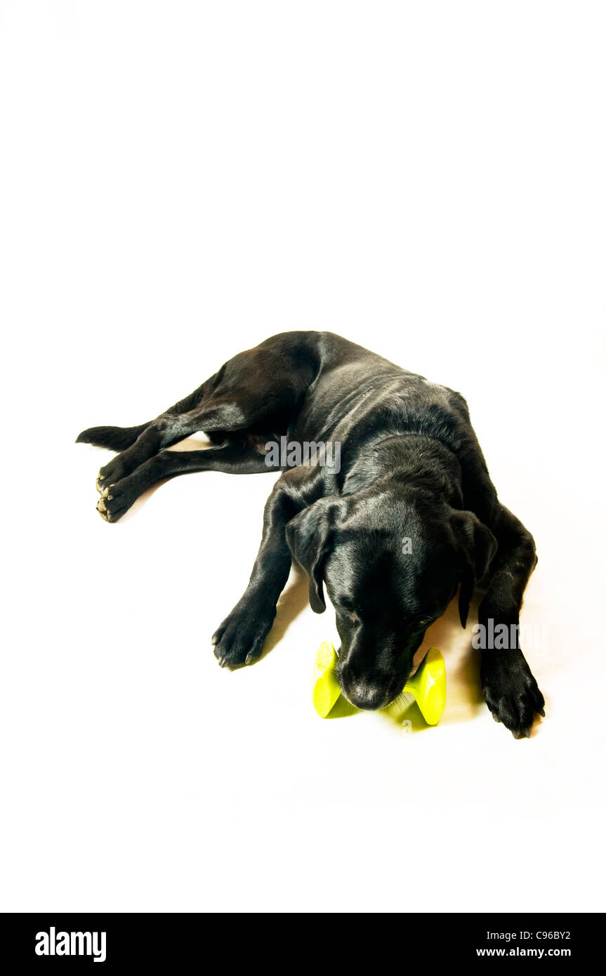 Animal exhibits Cut Out Stock Images & Pictures - Alamy