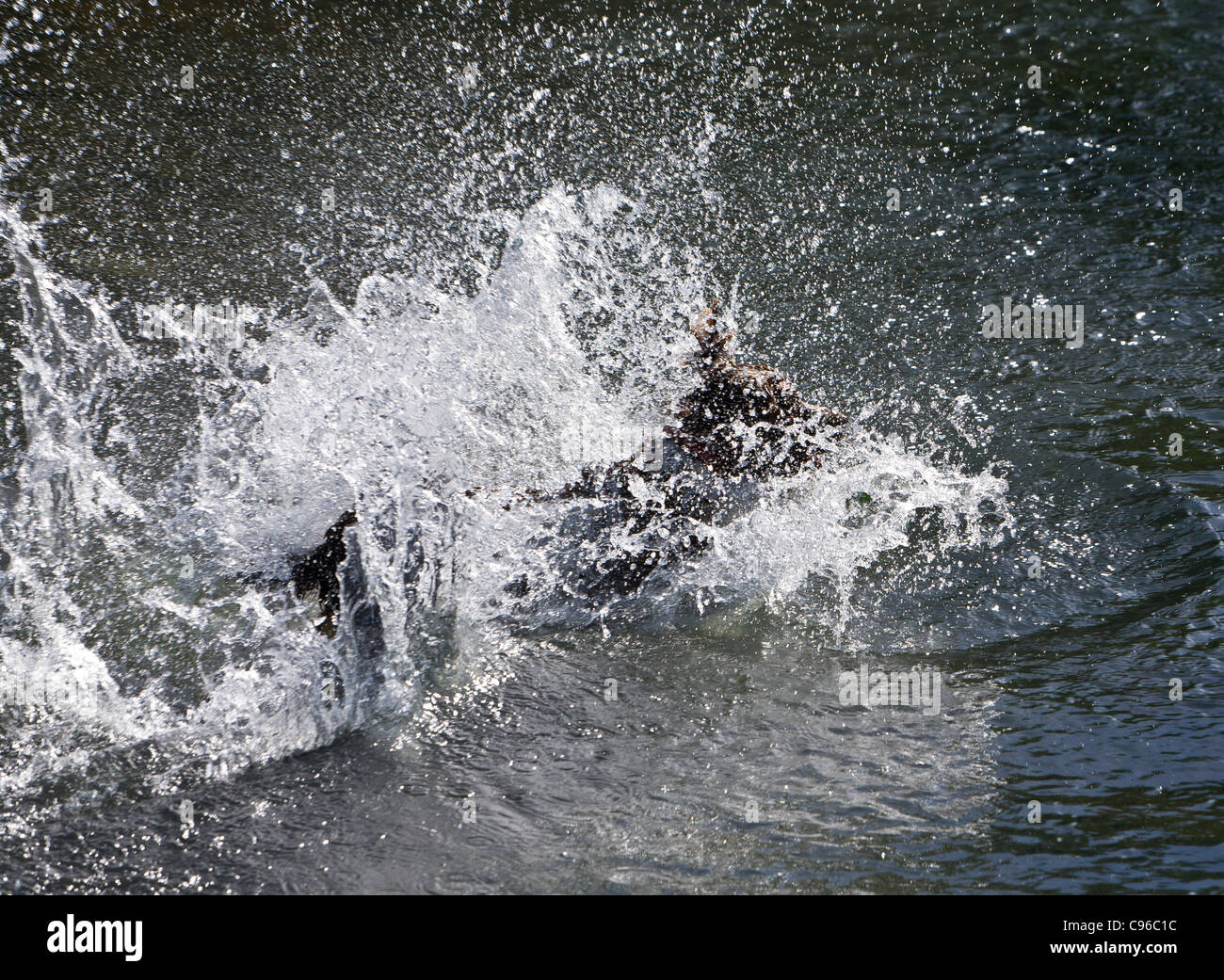 English springer spaniel leaping into water after a ball, and creating ...