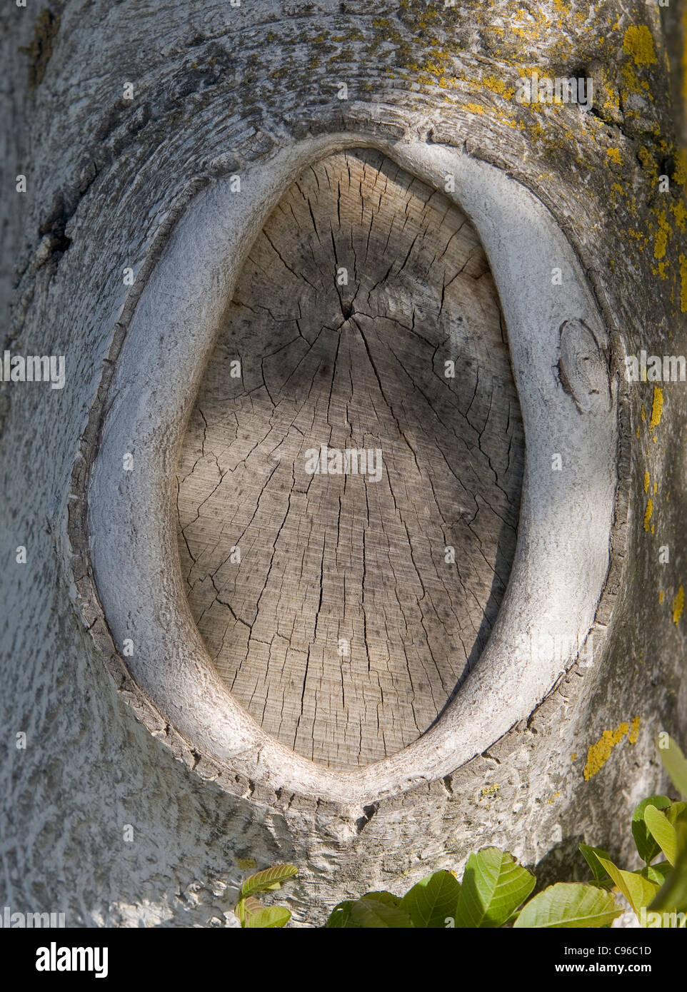 Scar on a tree trunk forming a perfect letter O Stock Photo - Alamy