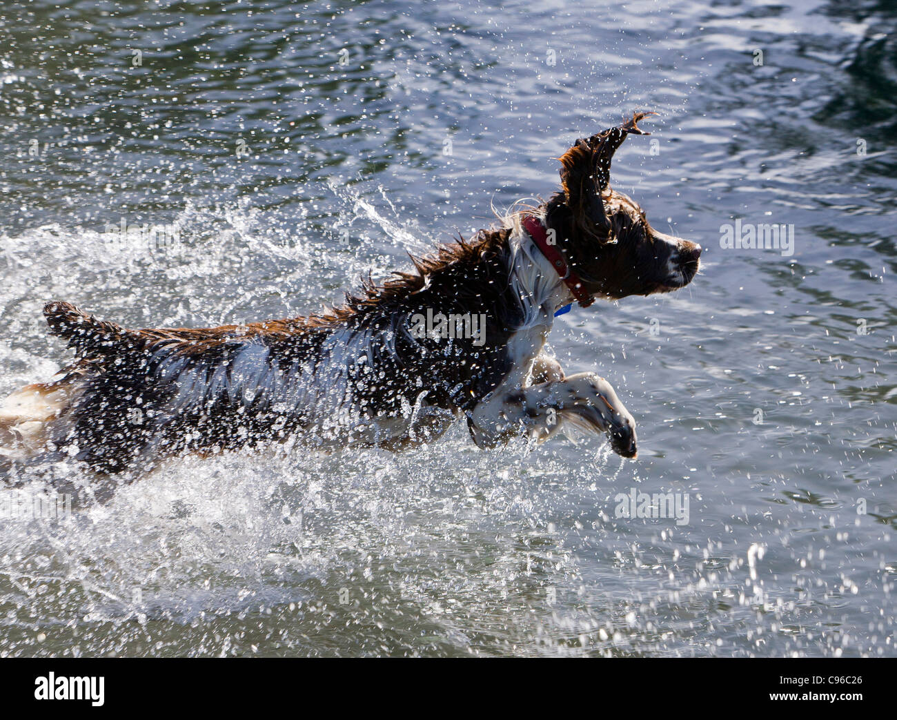 Springer spaniel jumping water hi-res stock photography and images - Alamy