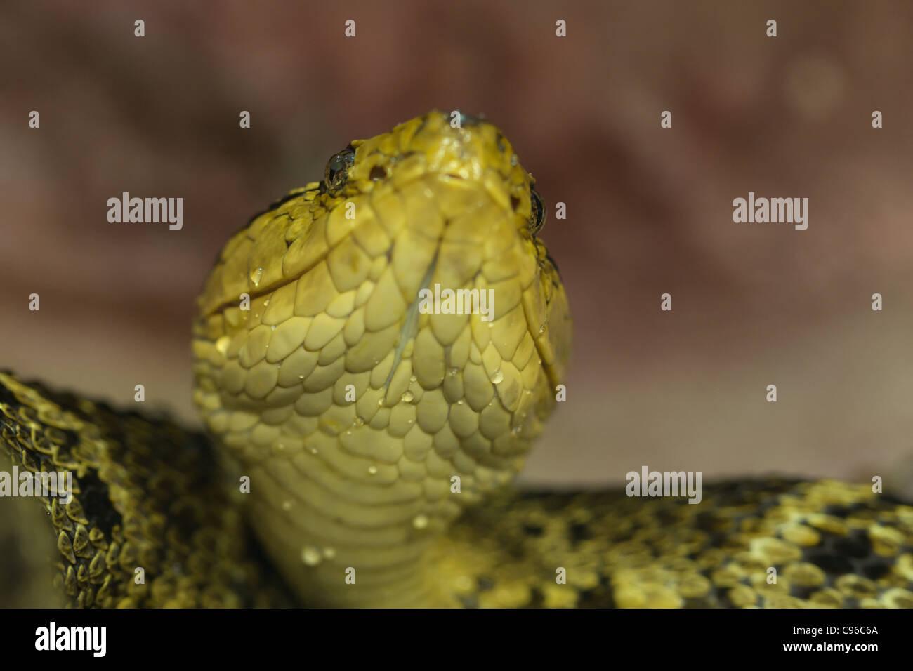 Bothrops Asper Yellow Beard Viper Shot From The Ground Level Shallow ...