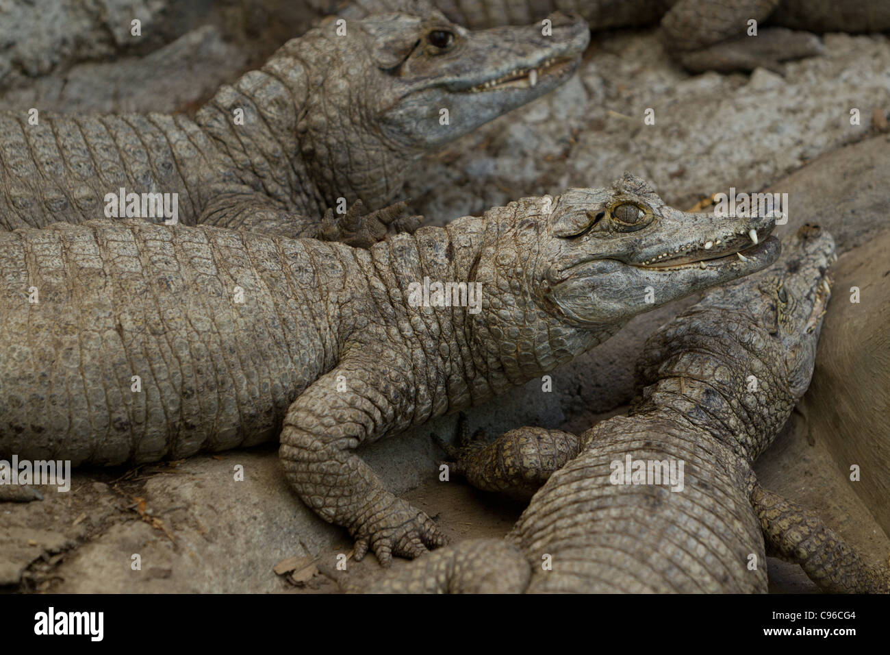 Group Of Caimans Waiting For The Sunrise In A Small Port In Ecuadorian ...