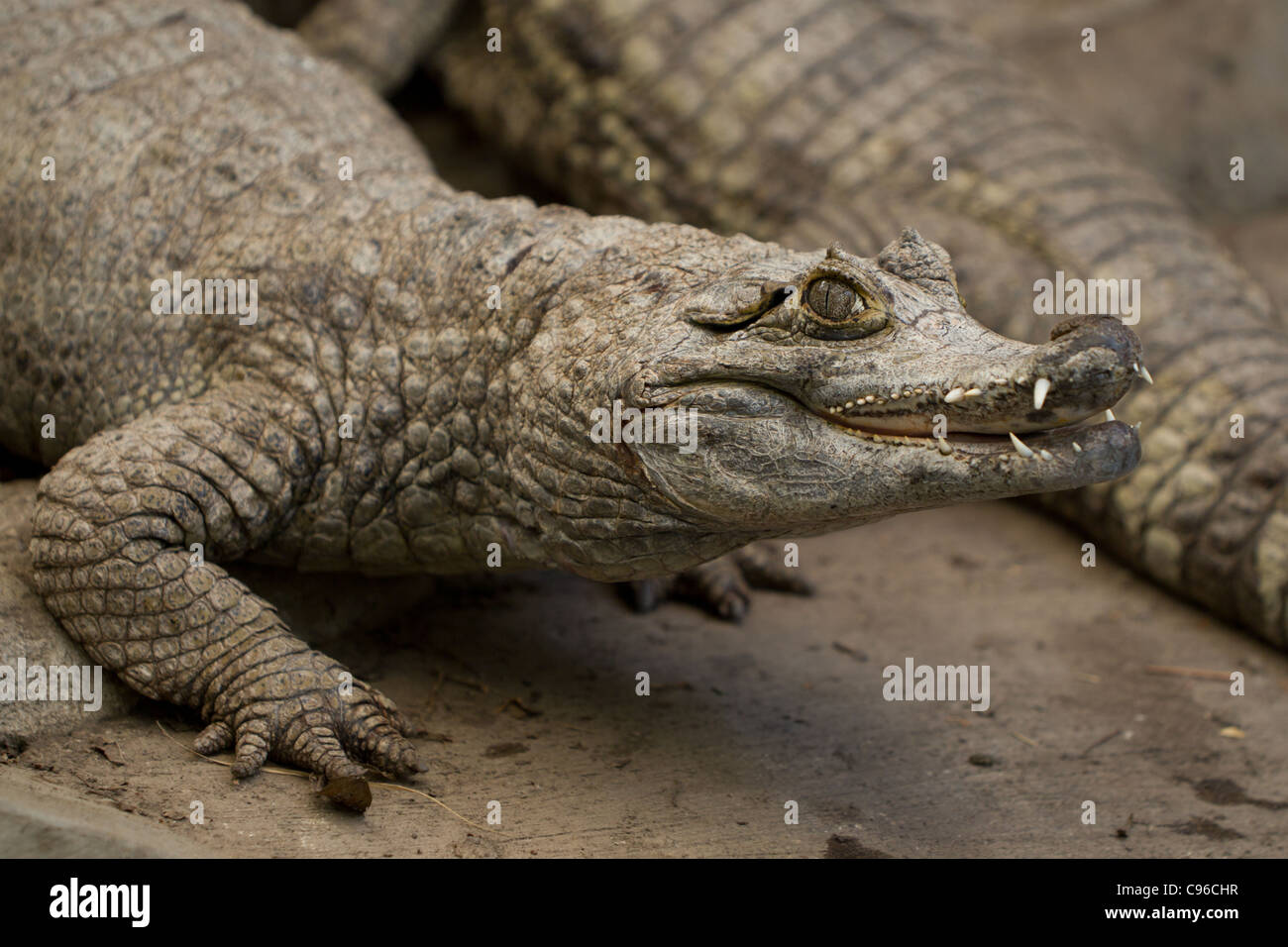 Close Up Of An Adult Male Spectacled Caiman Stock Photo - Alamy