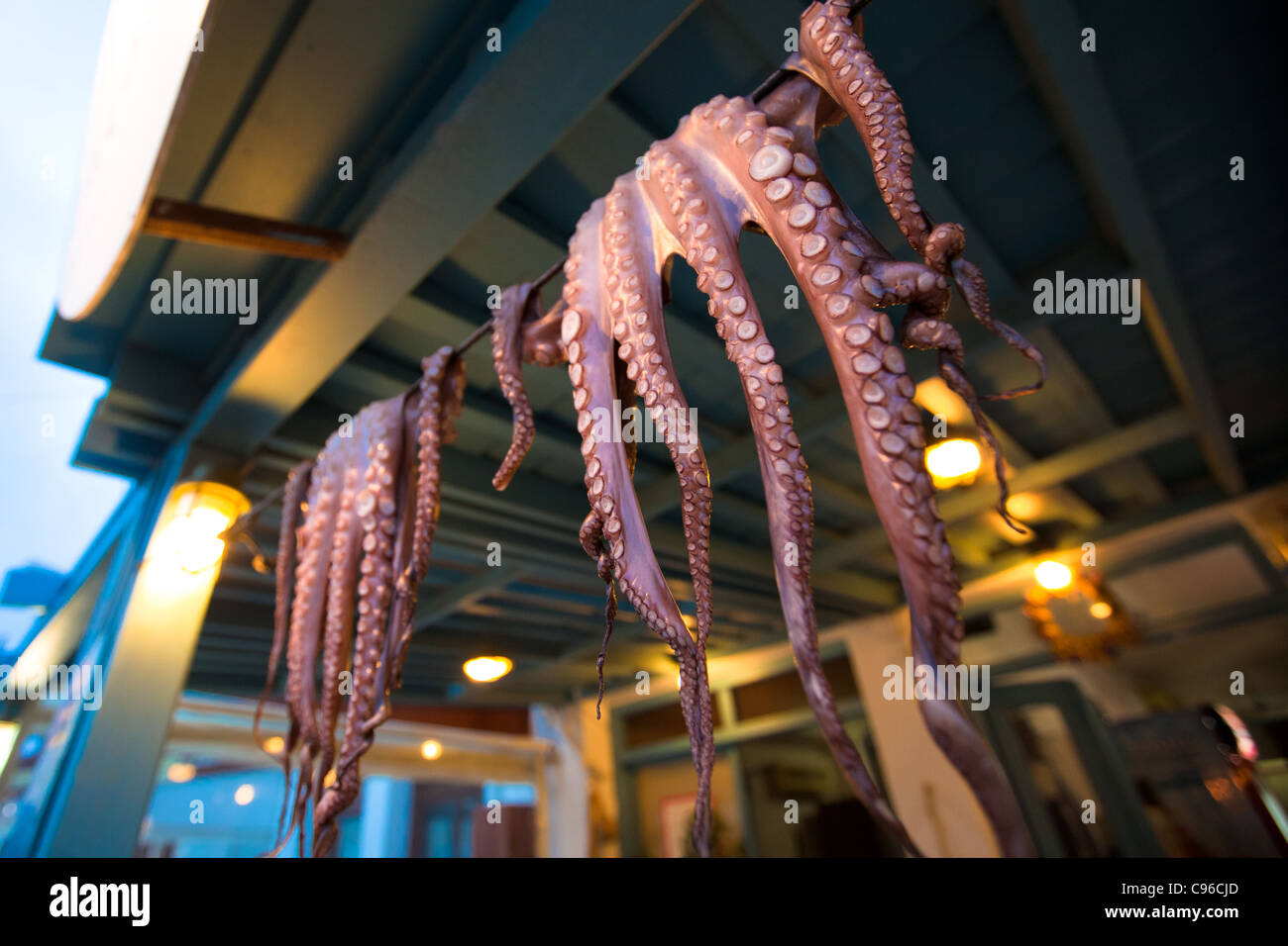 Octopi hi-res stock photography and images - Alamy