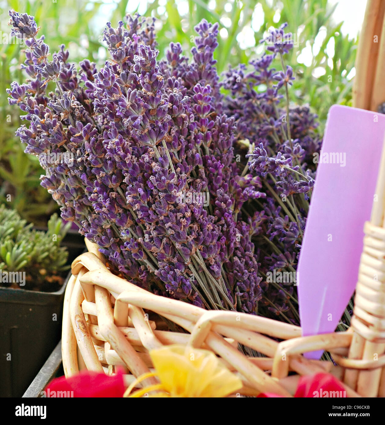 Fresh Cut Lavender Flowers In Stock Photos & Fresh Cut Lavender Flowers ...
