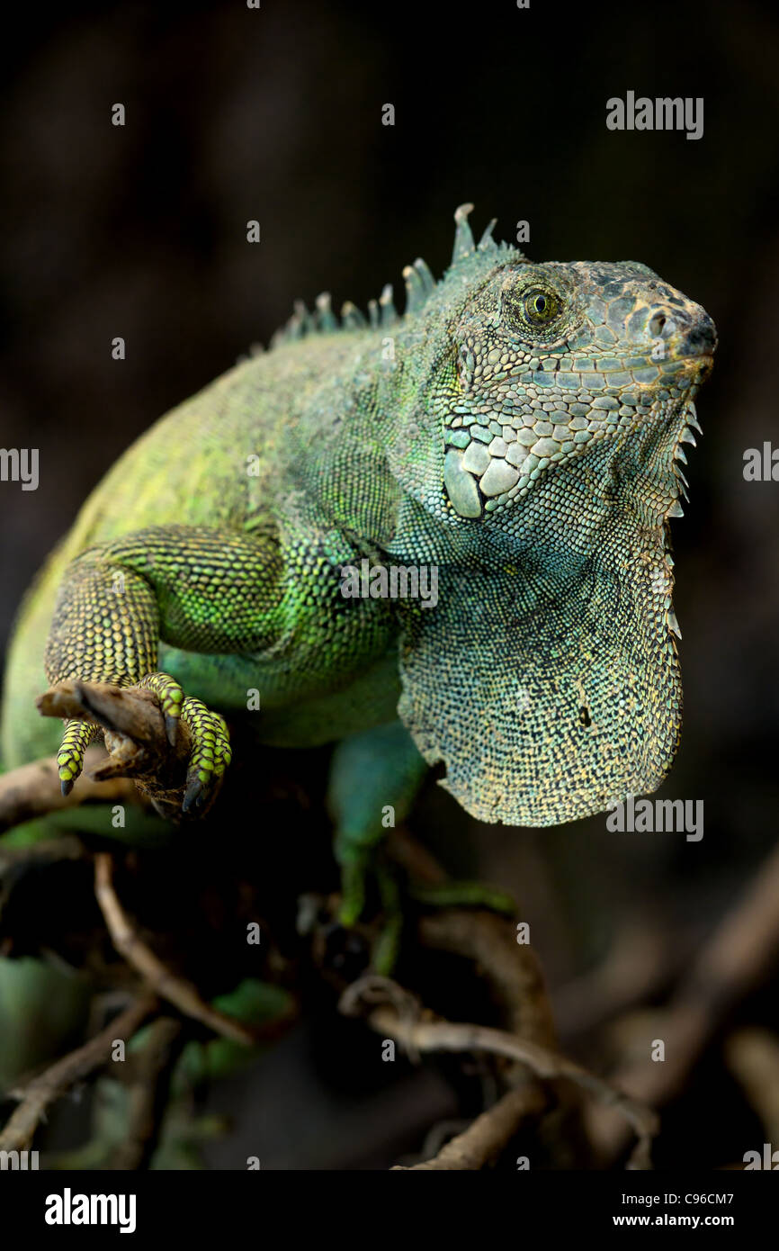 Adult Male Iguana Lizard Posing Stock Photo - Alamy