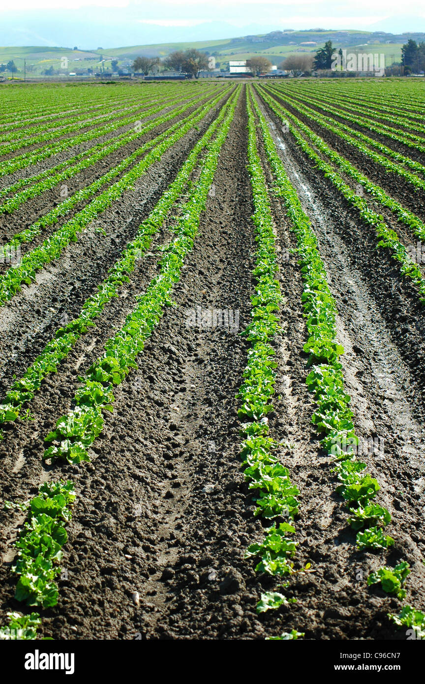 Crop of baby lettuce on a farm in the spring Stock Photo - Alamy