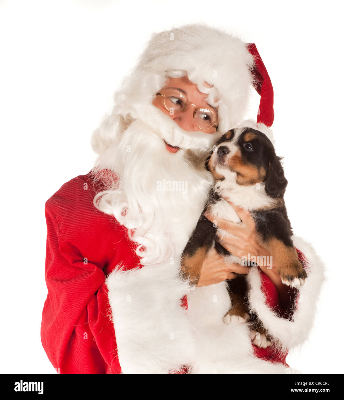 Santa claus bringing a 6 weeks old puppy dog Stock Photo - Alamy