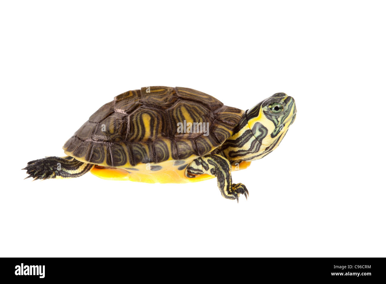 Young little green turtle walking on a white background Stock Photo - Alamy
