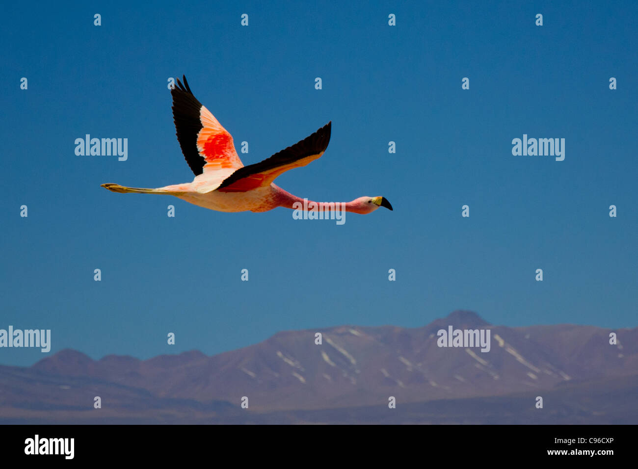 This happy bird is an Andean Flamingo, native to the southern Peru to ...