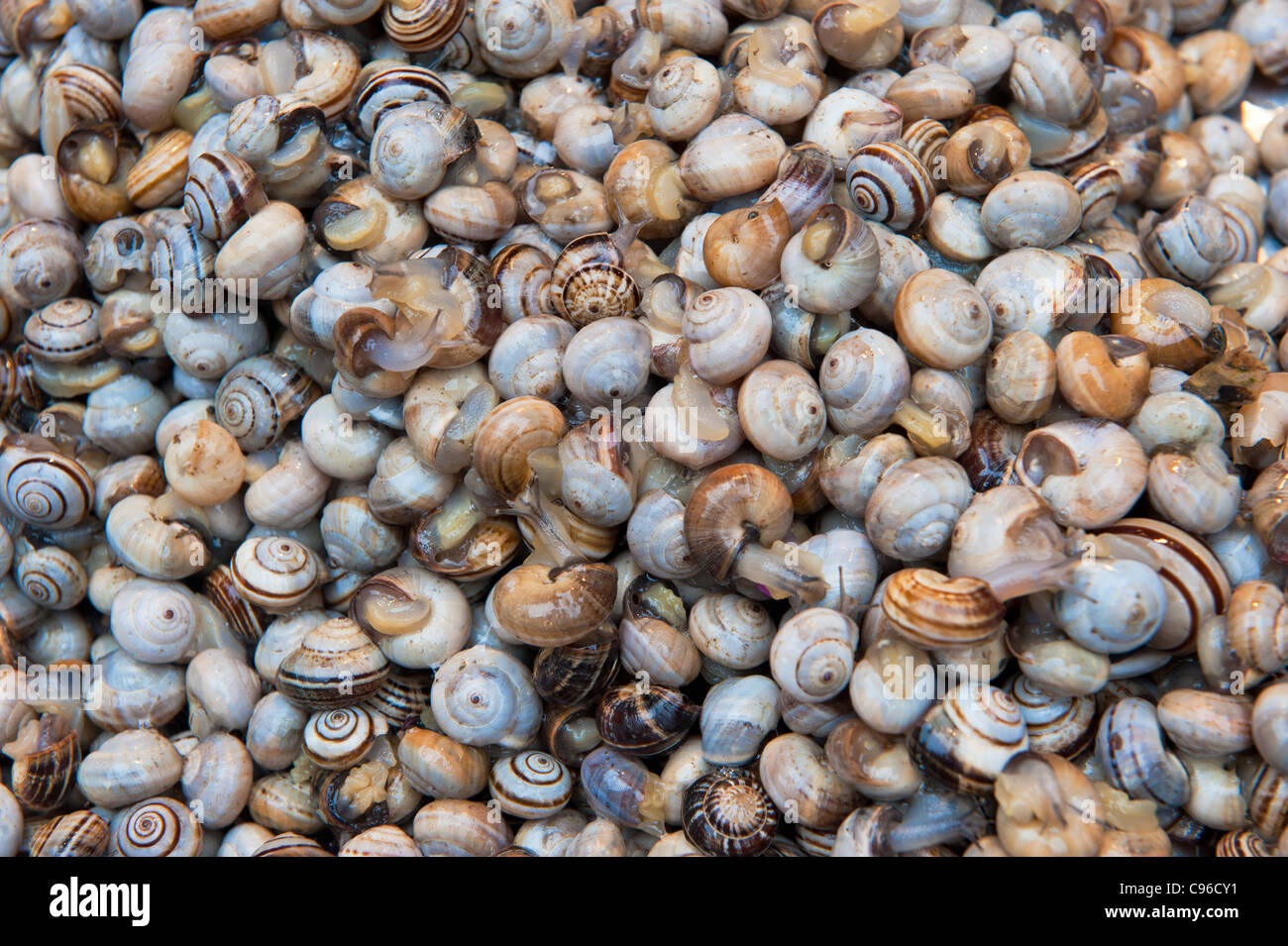 Snails italy hi-res stock photography and images - Alamy
