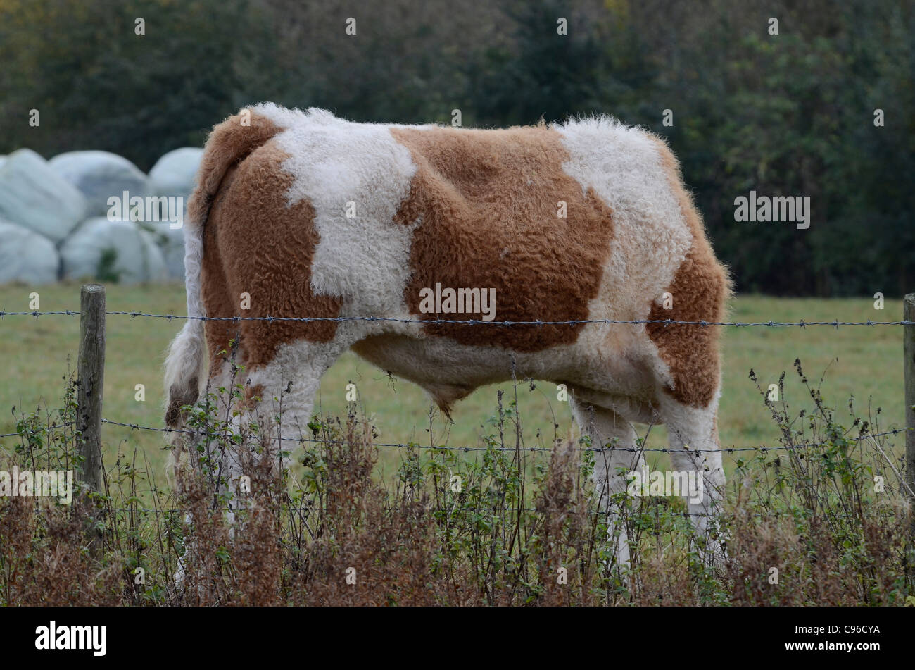 Headless cow hi-res stock photography and images - Alamy