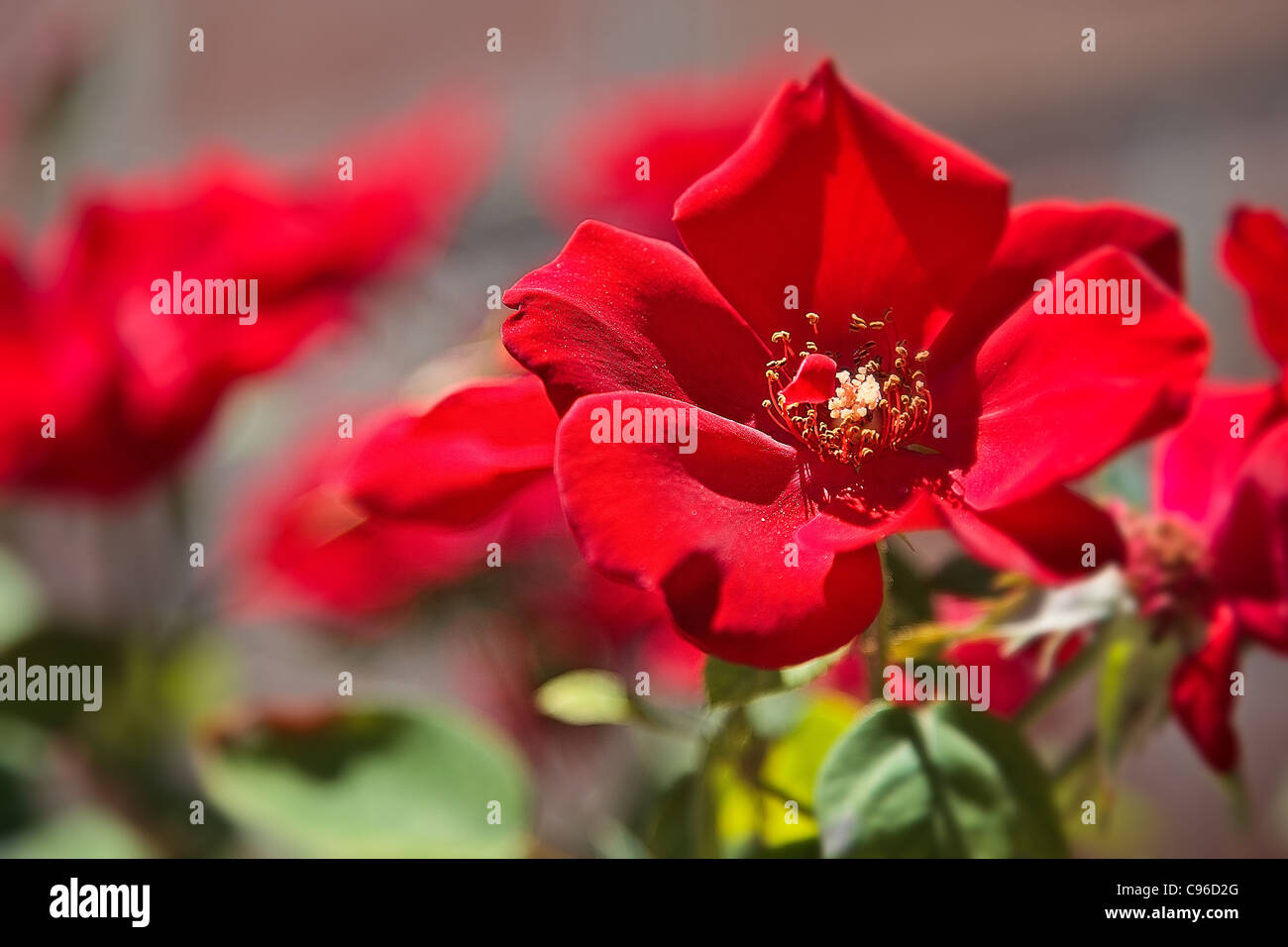 Red Dog Rose Stock Photo - Alamy