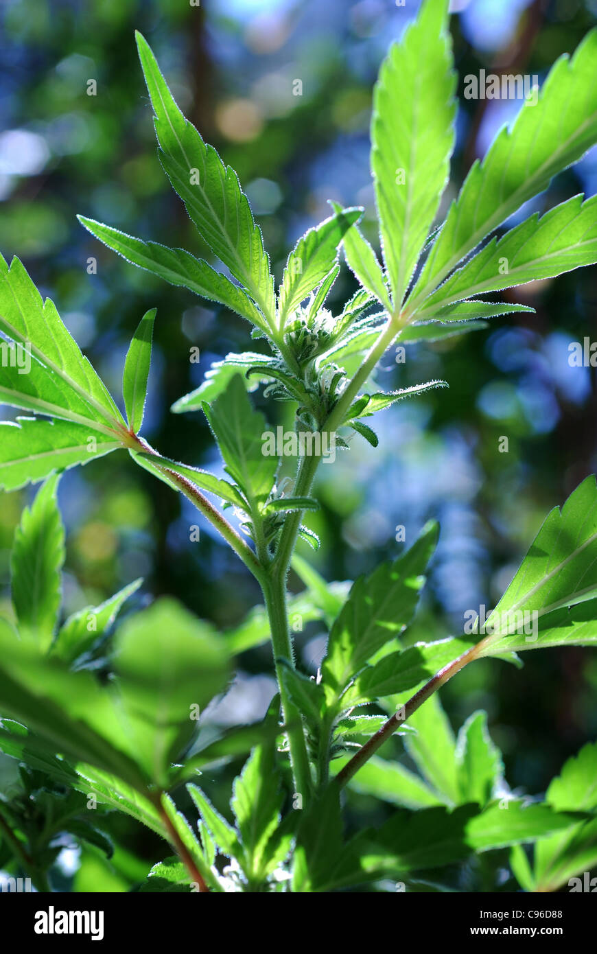 Young "Woody Kush" cannabis plant growing outdoors in sunlight Stock ...