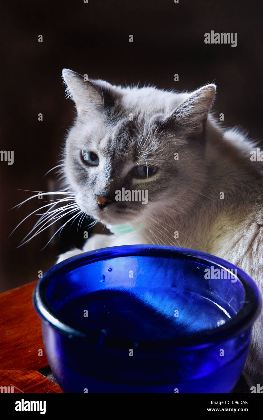 Siamese cat looking at his water bowl Stock Photo - Alamy